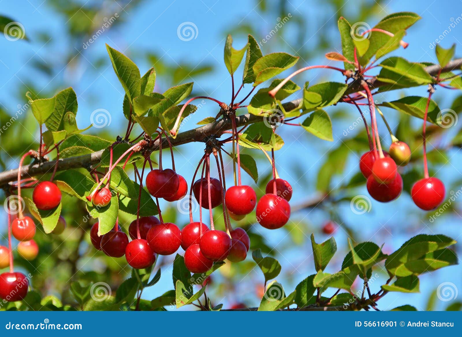 Cherry Tree imagen de archivo. Imagen de detalles, ambiente - 56616901