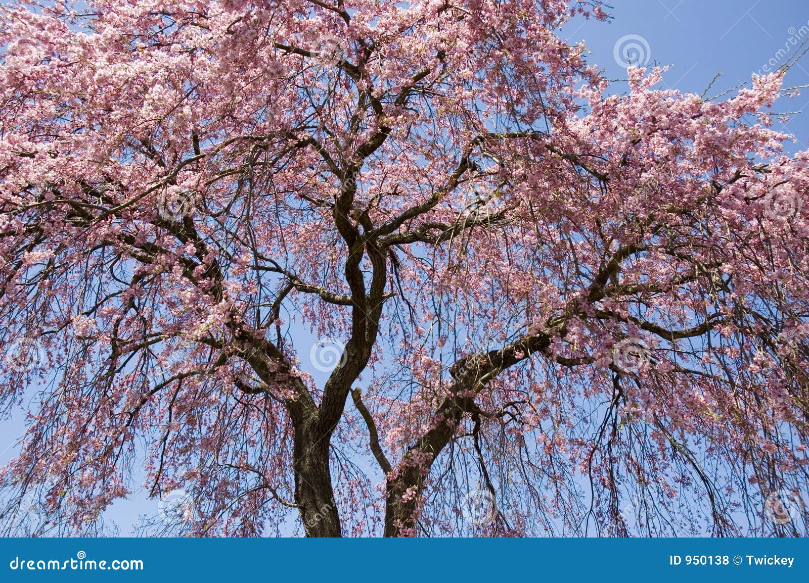 Cherry Tree stock photo. Image of peaceful, japanese, cherry - 950138