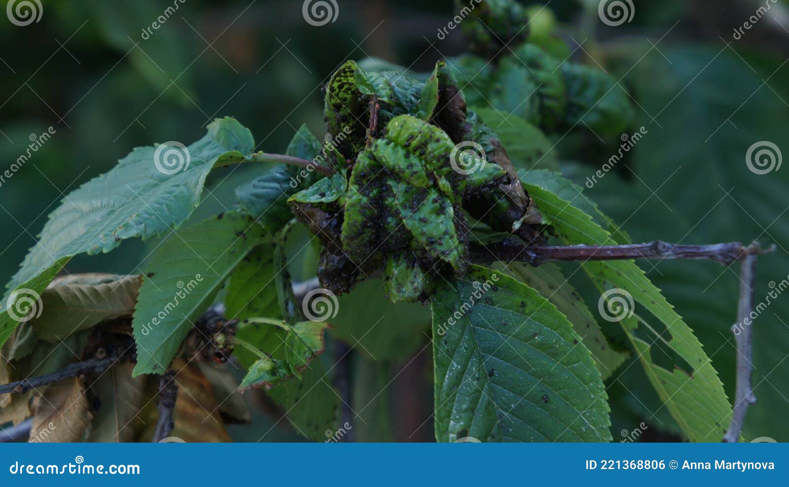 Cherry Tree Affected by Pests Aphids and Ants. Photo Stock Photo ...