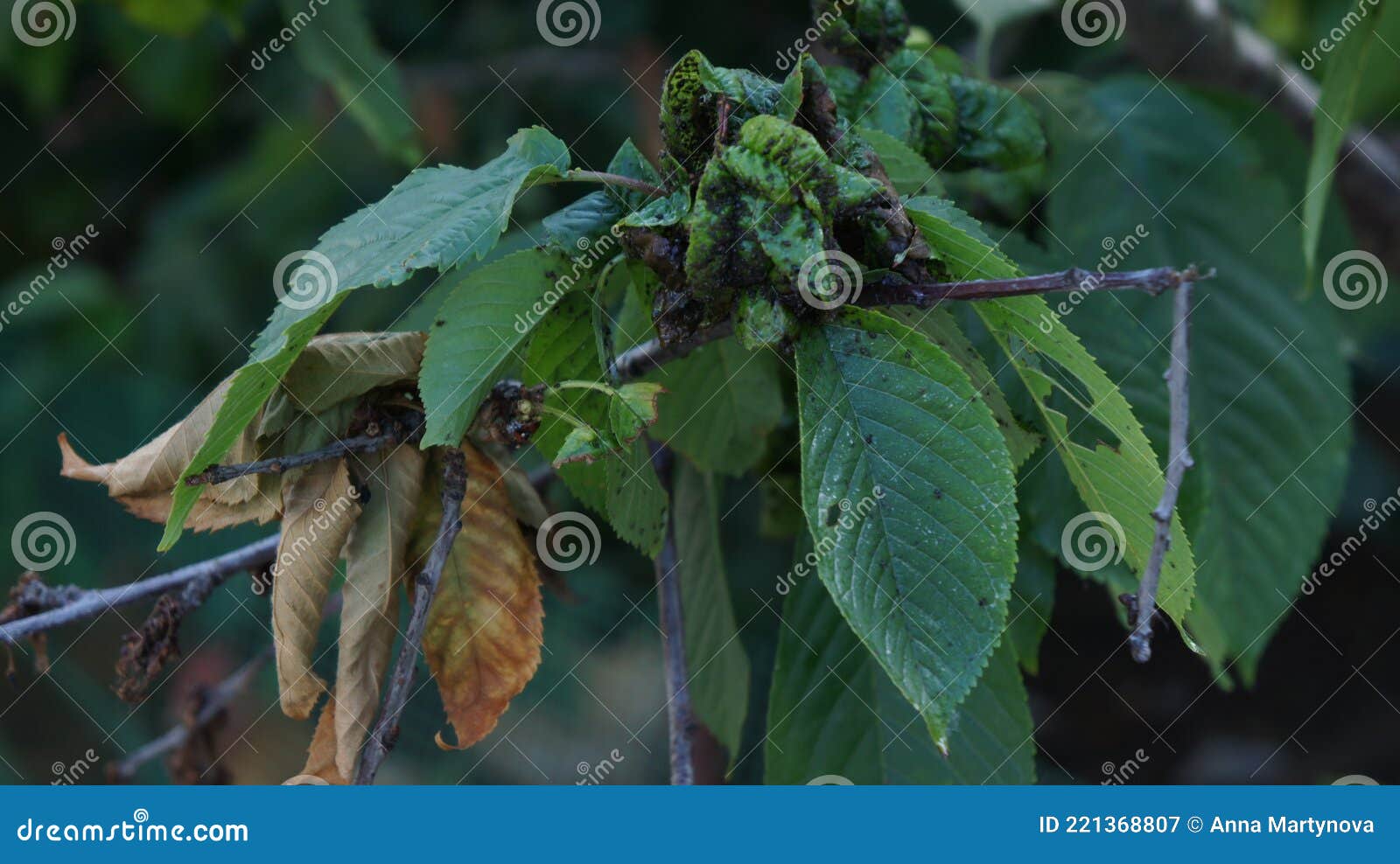 Cherry Tree Affected by Pests Aphids and Ants. Photo Stock Image ...