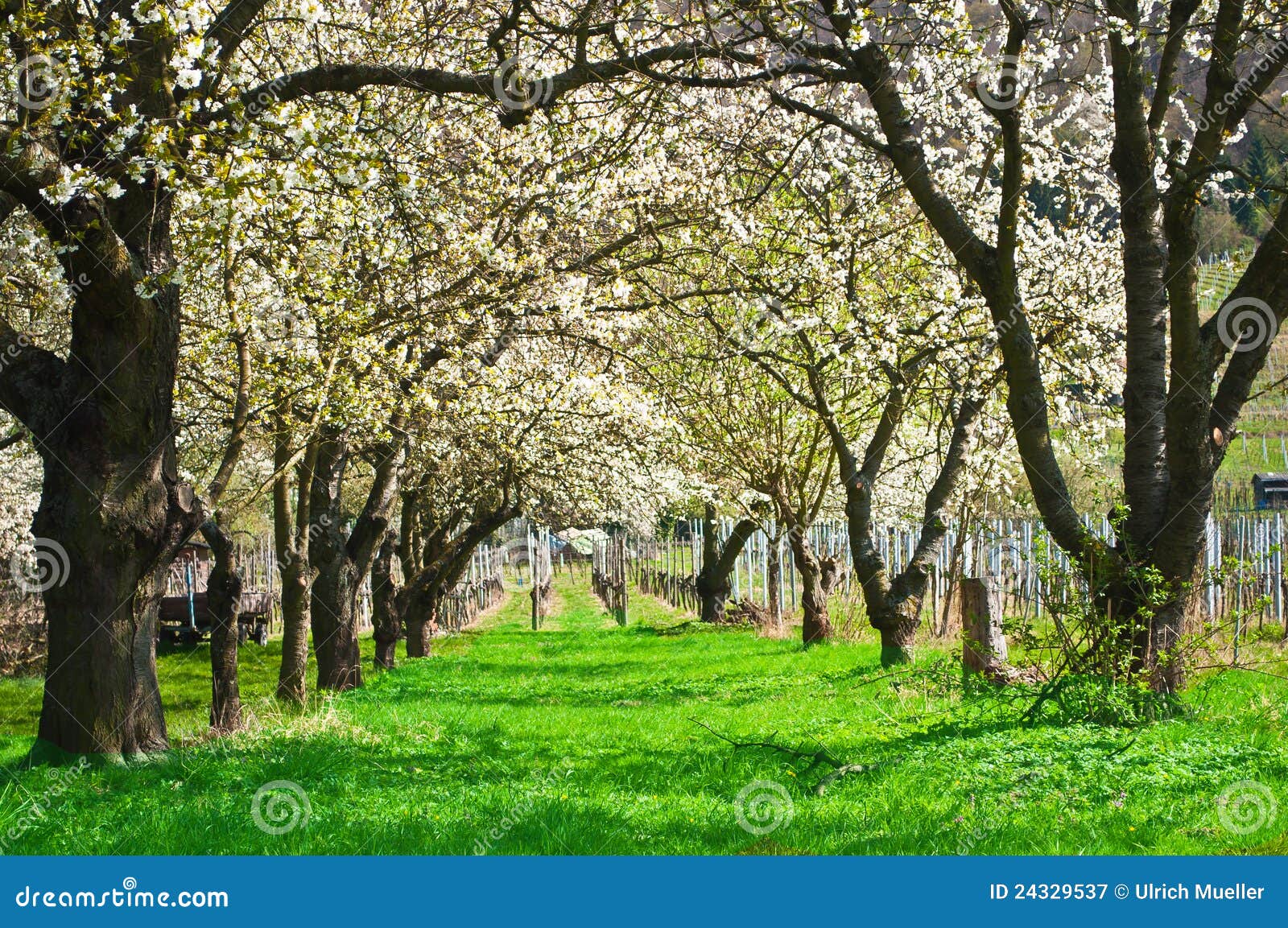 Tree Alley And Path Royalty-Free Stock Image | CartoonDealer.com #34750414