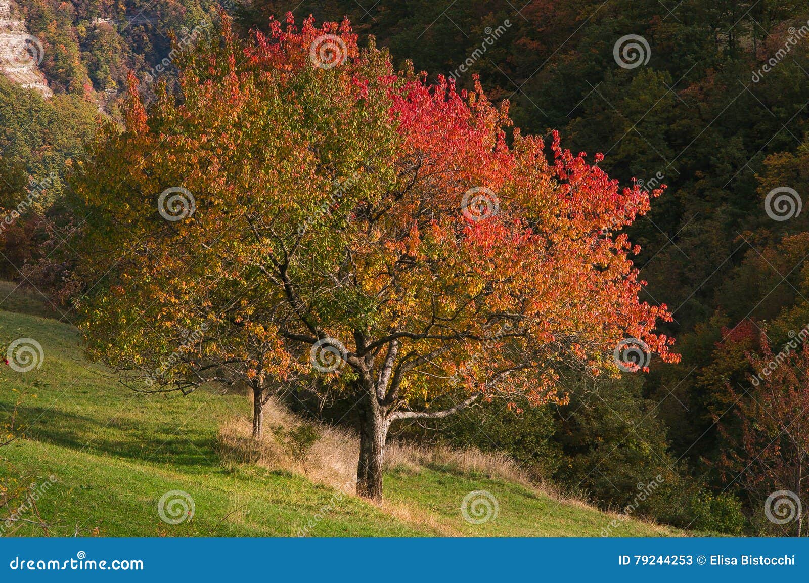 Cherry Tree in the Autumn Season Stock Image - Image of forest, hill ...