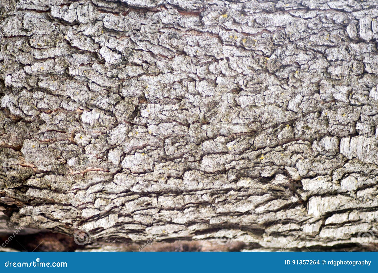 Cherry Tree Bark stock photo. Image of wood, cherry, nature - 91357264