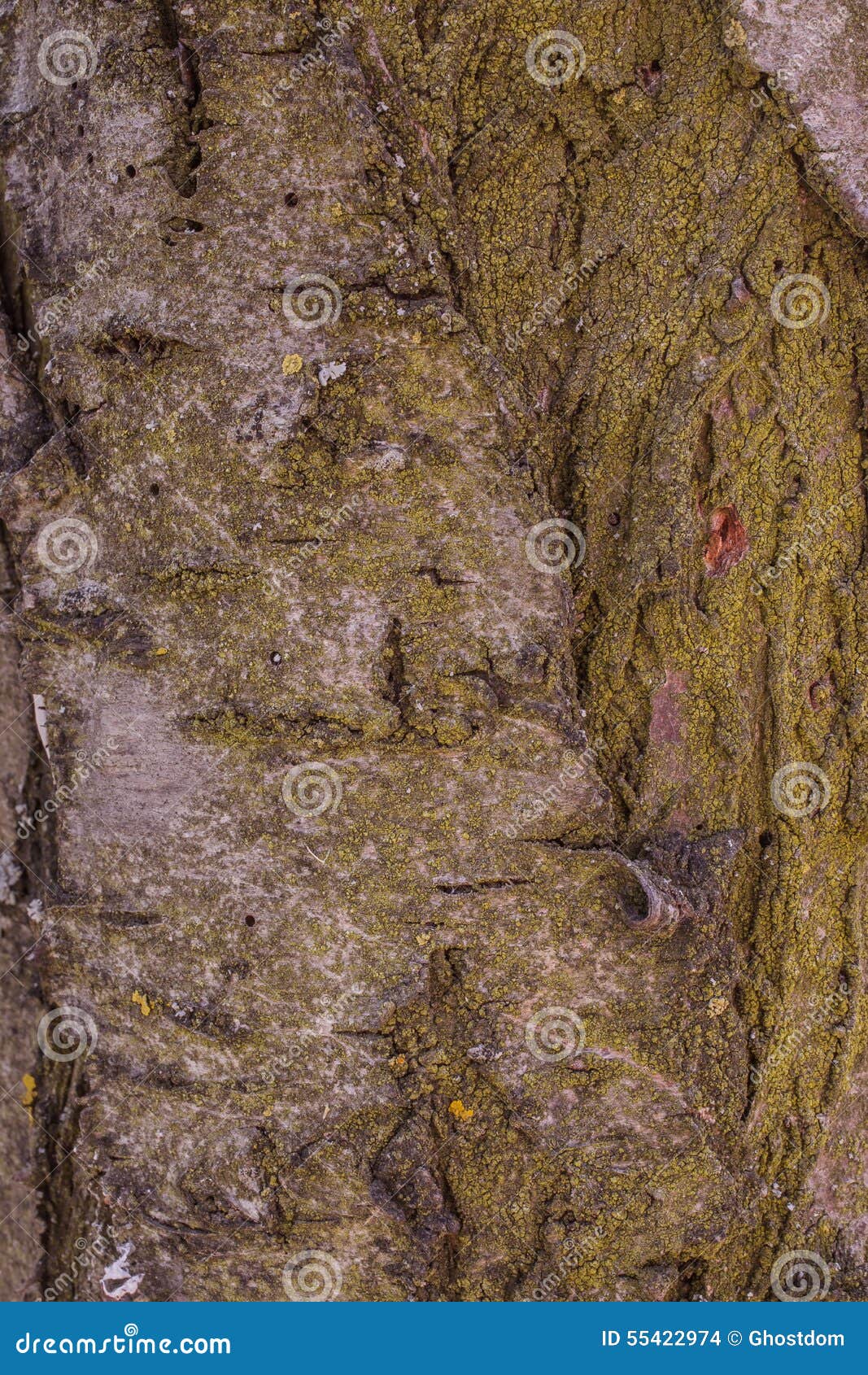 Cherry tree bark stock photo. Image of green, texture - 55422974