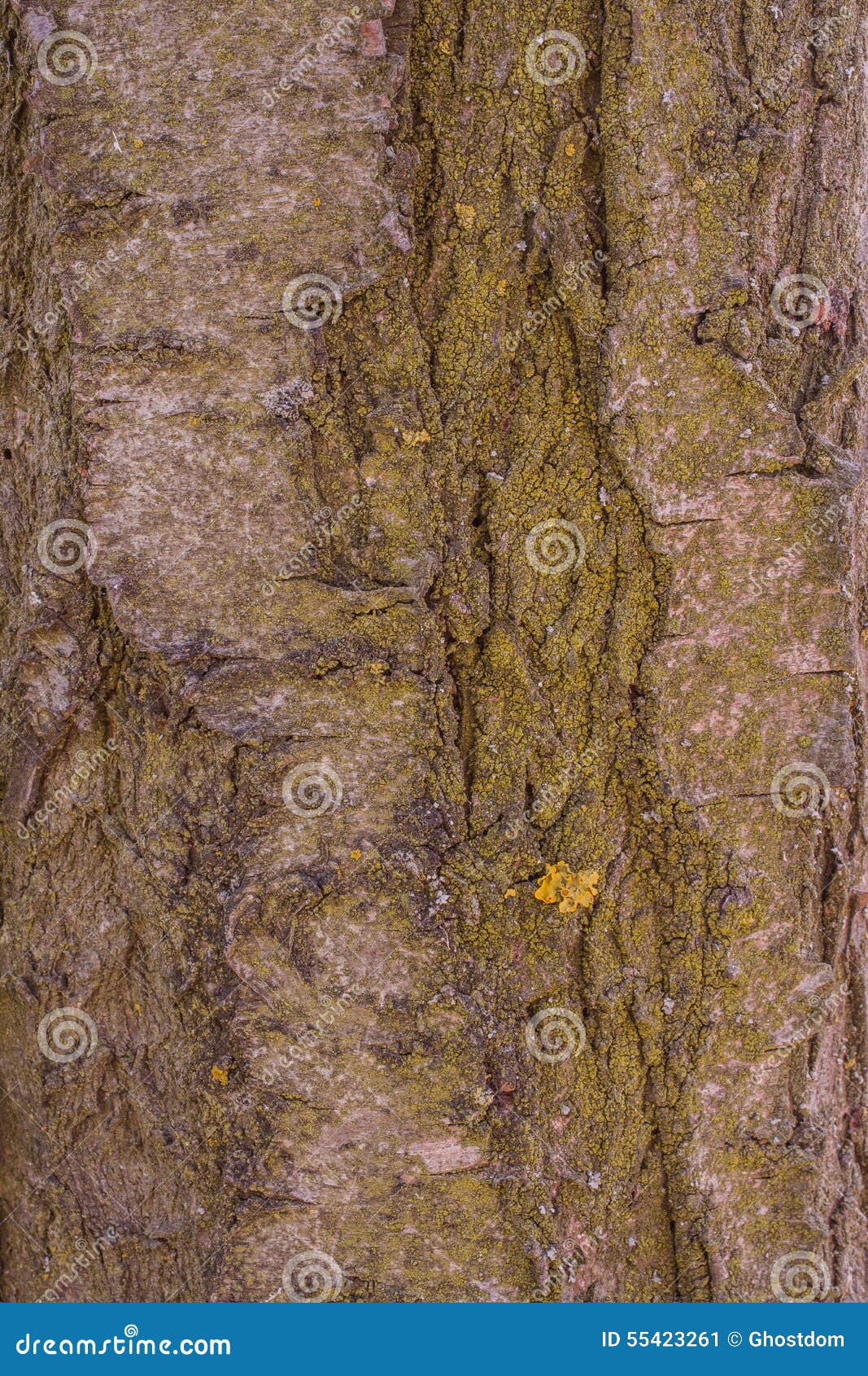 Cherry tree bark stock image. Image of background, bark - 55423261