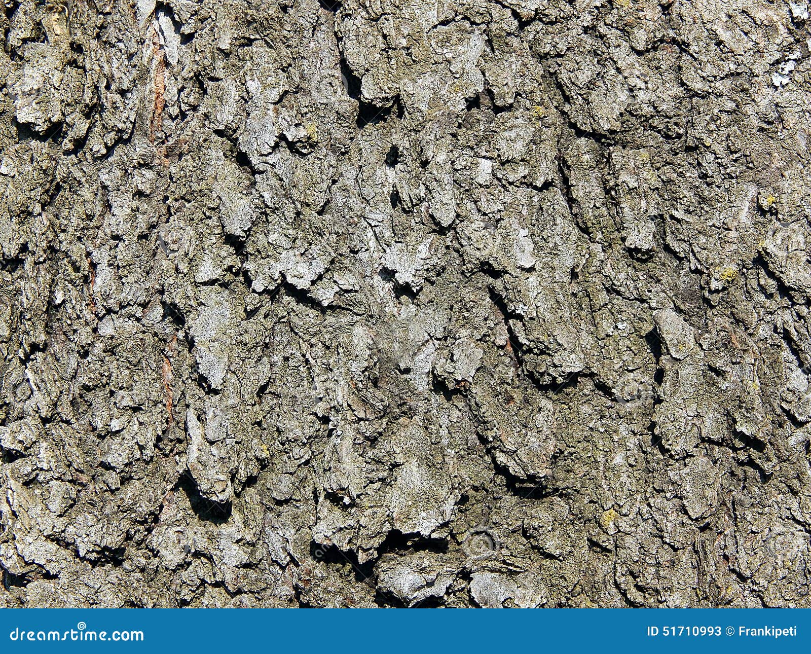 Cherry tree bark texture stock image. Image of environment - 51710993