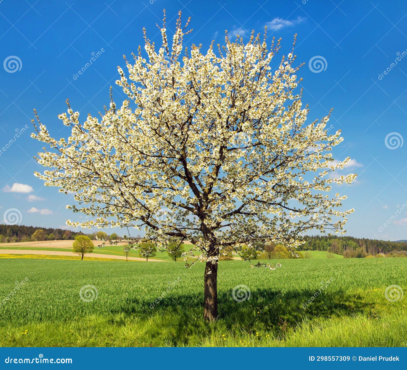 Cherry Tree Beautiful Flowering Tree Prunus Cerasus Stock Image - Image ...