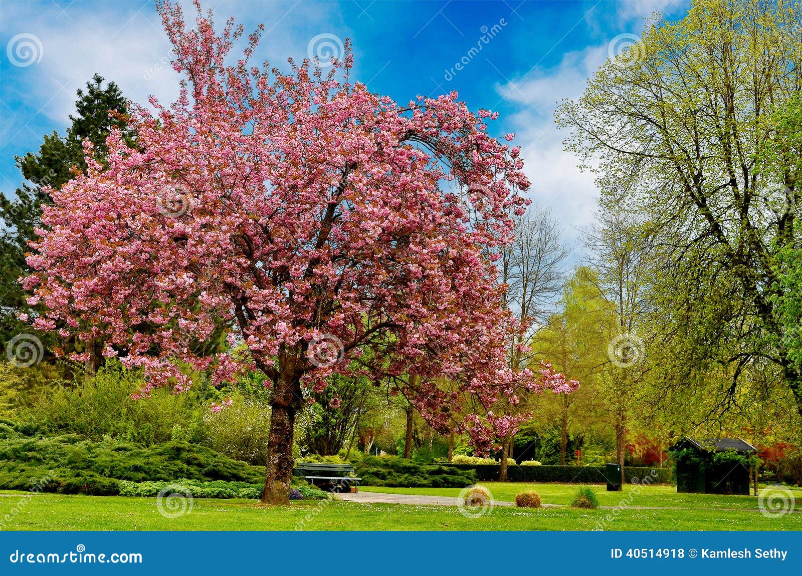 A Cherry tree stock photo. Image of beautiful, landscape - 40514918
