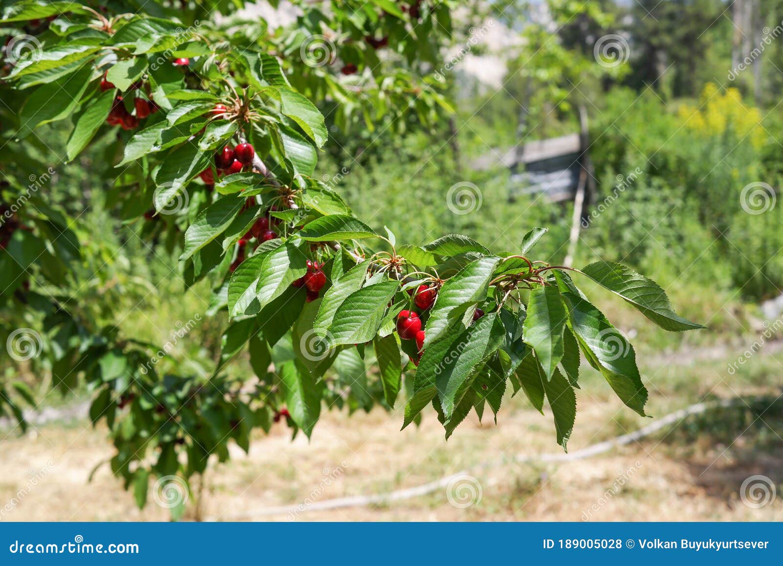 Cherry Tree Berries. Ermenek, Karaman, Turkey Stock Photo - Image of ...