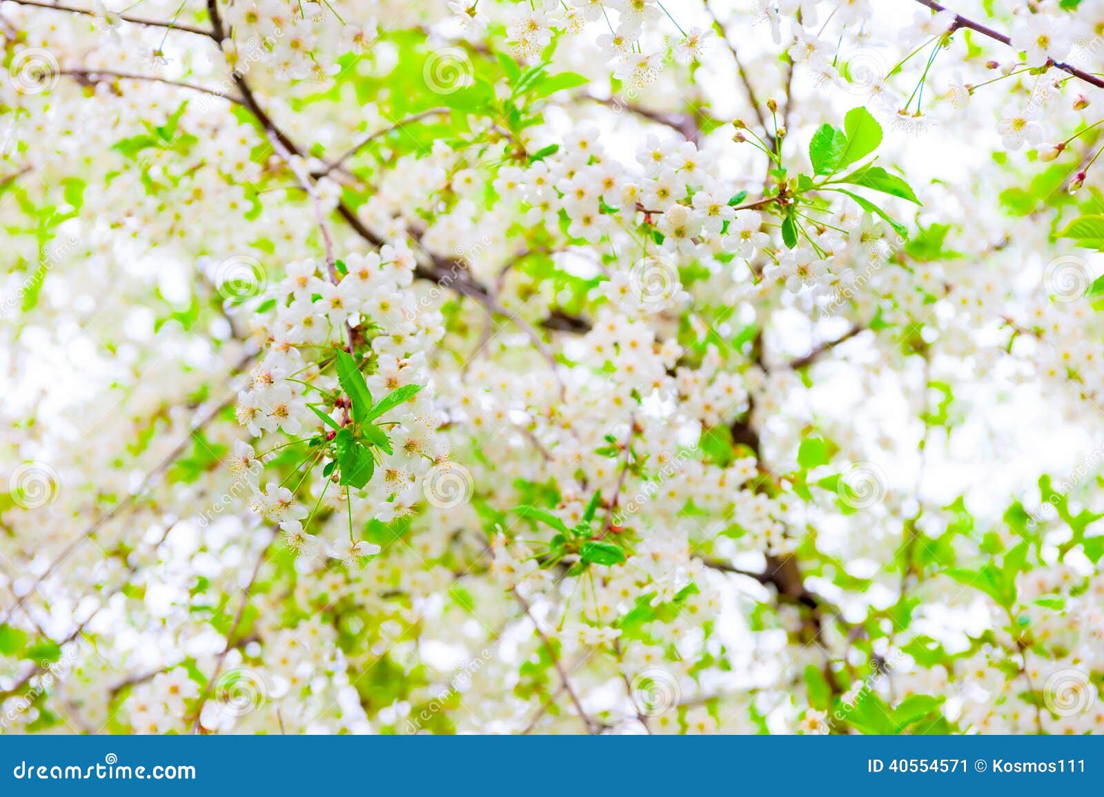 Cherry tree in bloom stock image. Image of colors, fruit - 40554571