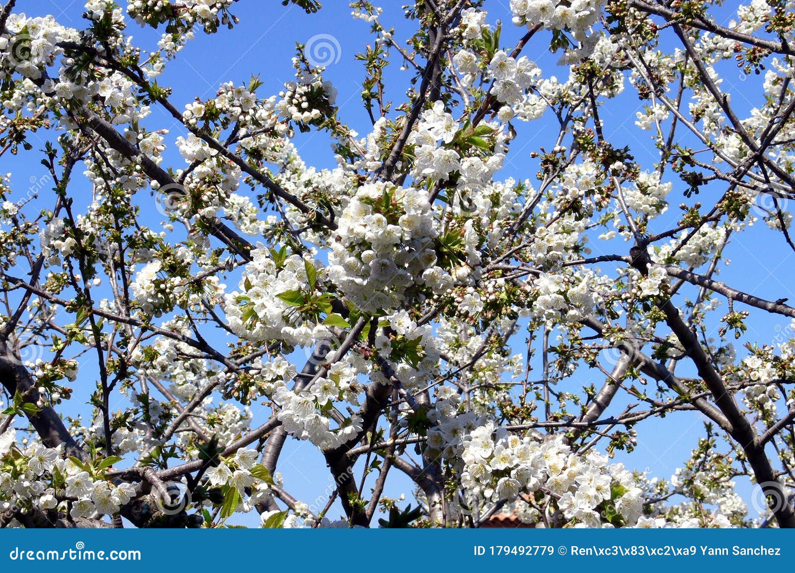 Cherry Tree in Bloom and Blue Sky Stock Image - Image of white, branch ...