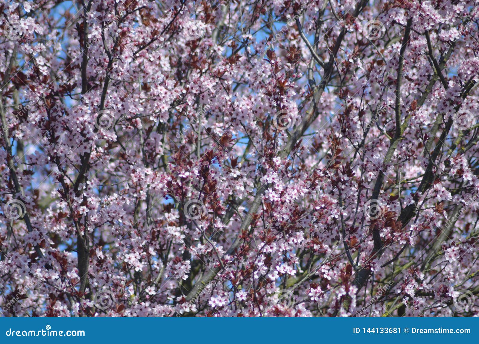 Cherry Tree in Bloom stock image. Image of garden, pink - 144133681