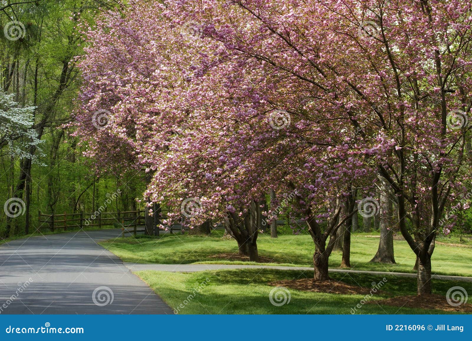 Cherry Tree Blooms stock photo. Image of driveway, colourful - 2216096