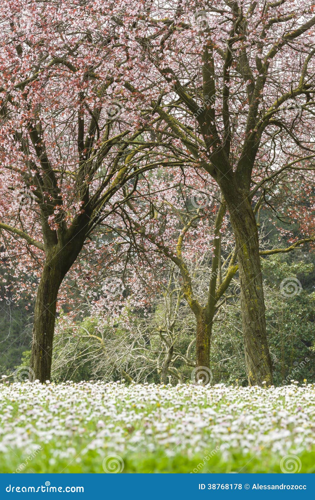 Cherry tree blossom stock photo. Image of oriental, fresh - 38768178