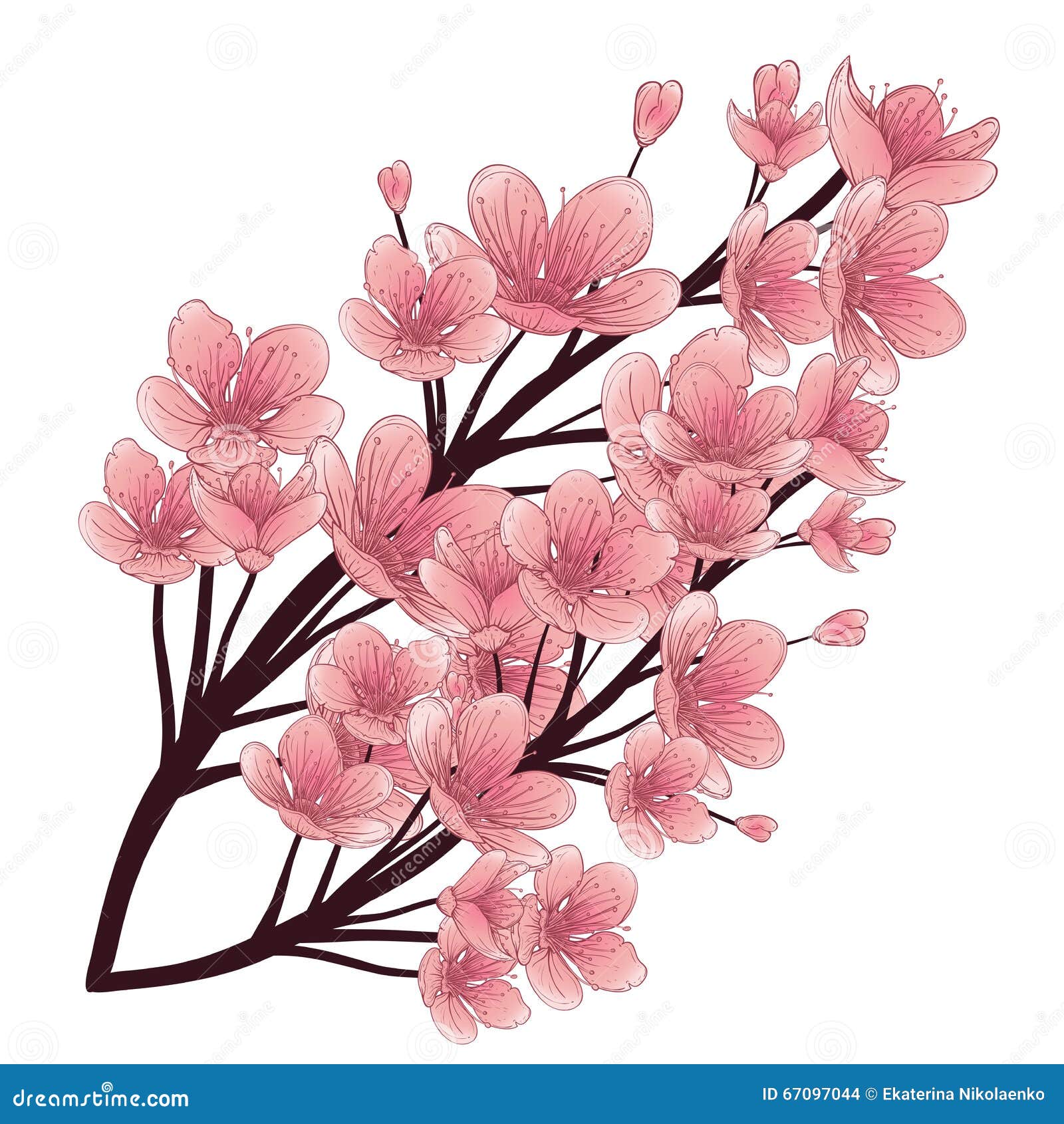 Cherry Tree Blossom.Hand Drawn Vector Illustration. Isolated Elements ...