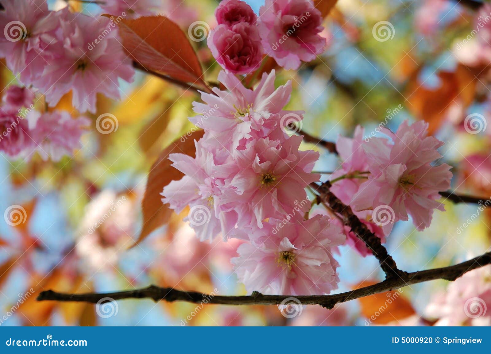 Cherry Tree Blossom in Spring Stock Photo - Image of blossom, colors ...