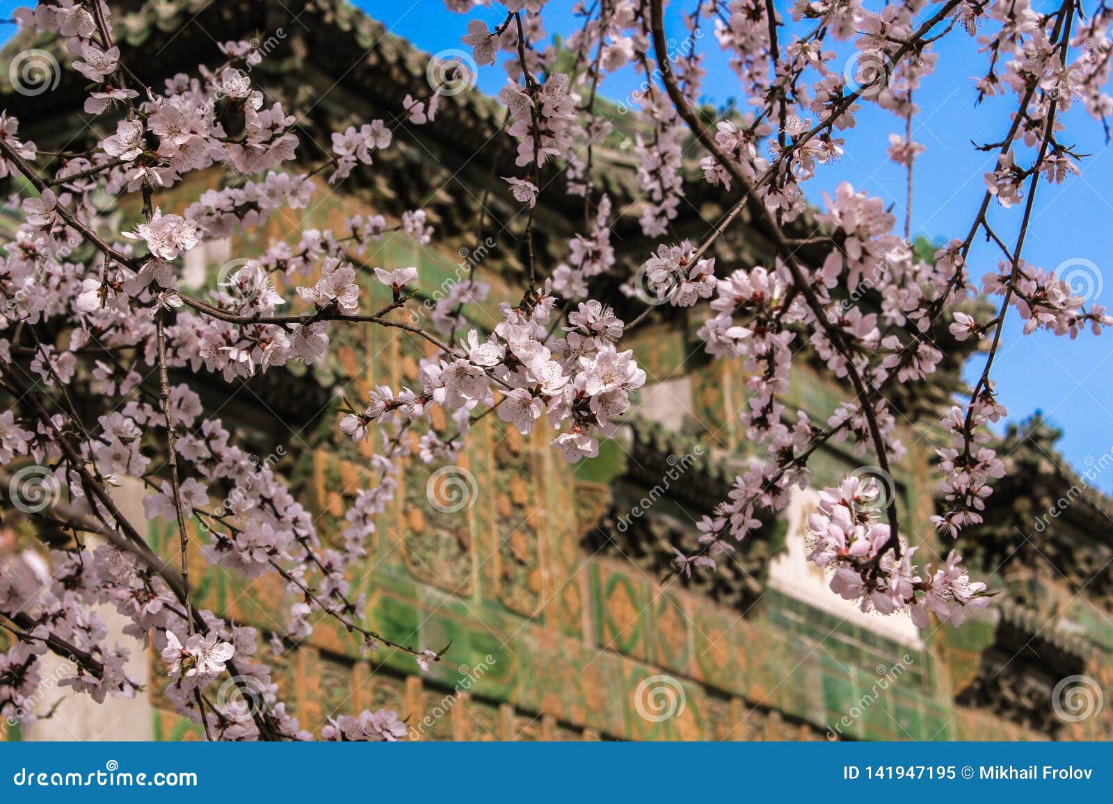Cherry Tree Blossoming in China in Front of Traditional Building. Stock ...