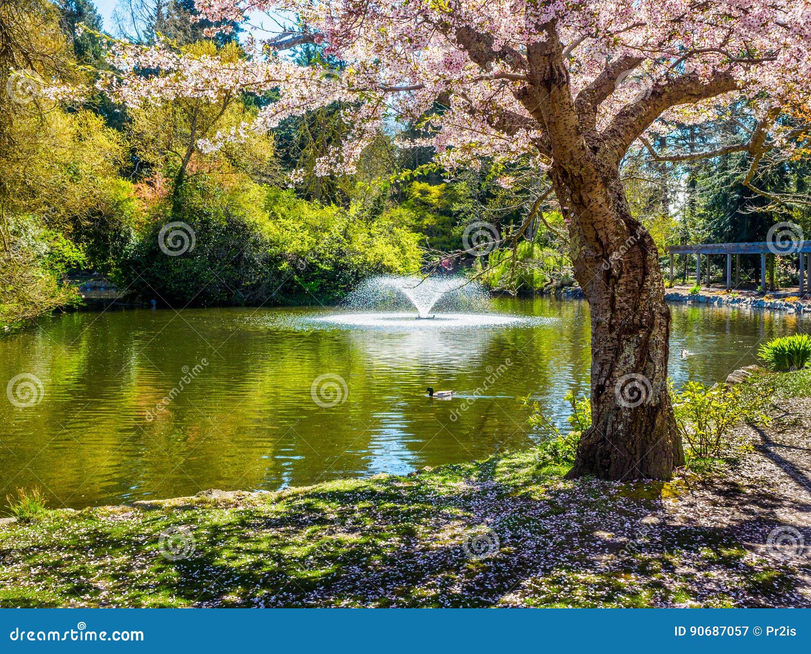 Cherry Tree Blossoming Over the Pond in Park Stock Image - Image of ...