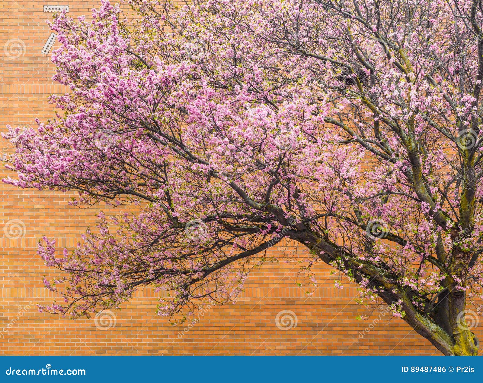 Cherry Tree Blossoms Against the Brick Wall Stock Photo - Image of ...