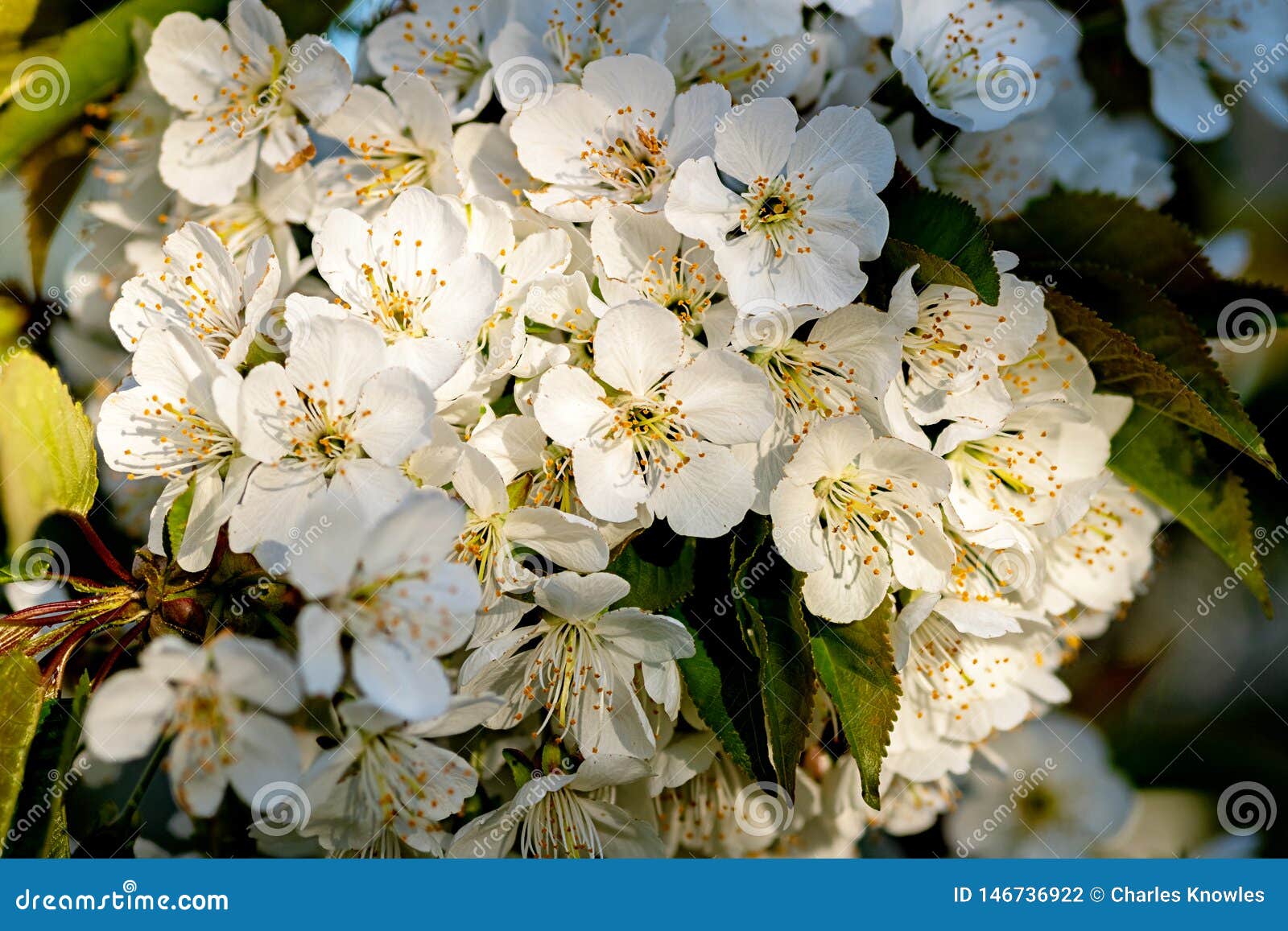 Cherry Tree Blossoms in a Fruit Tree in the Light of Morning Stock ...