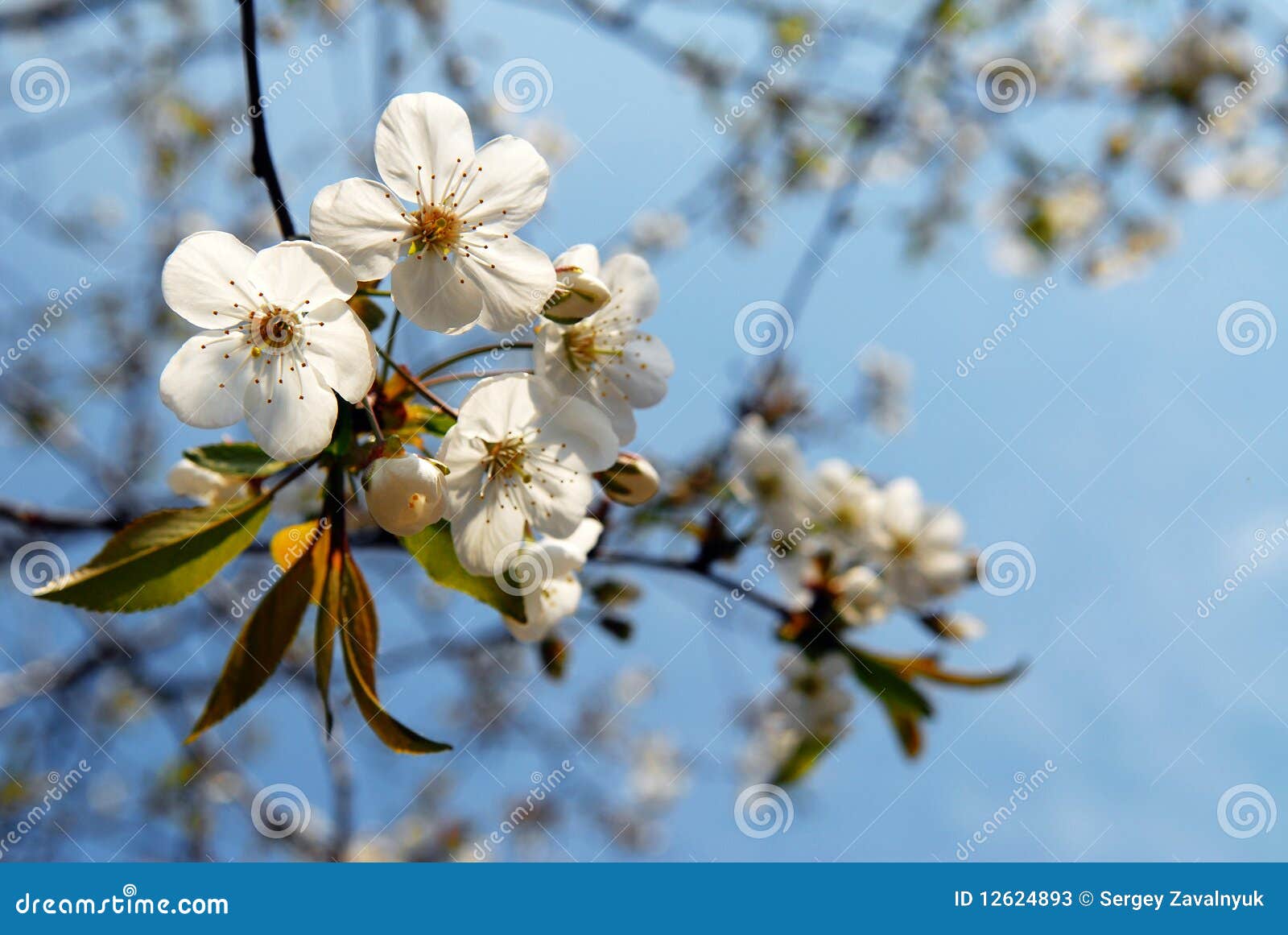 Cherry tree branch stock image. Image of delicate, close - 12624893