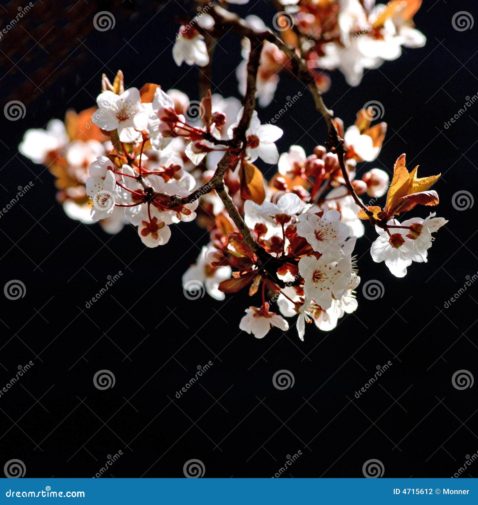Cherry Tree Branch in Bloom Stock Photo - Image of natural, macro: 4715612