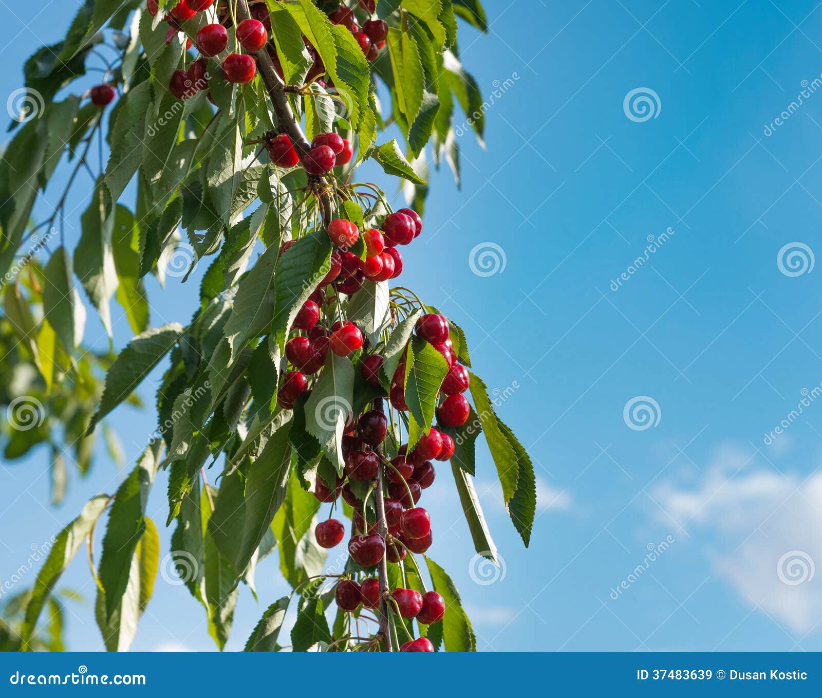 Cherry tree branch stock image. Image of agriculture - 37483639