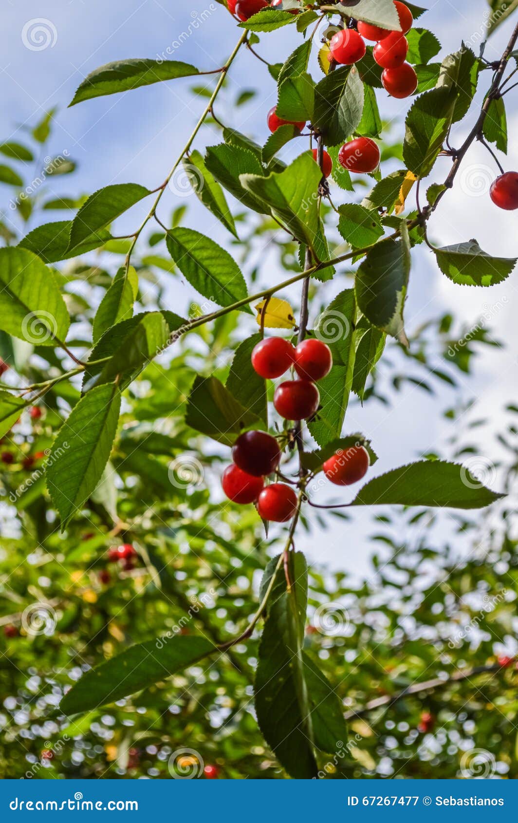 Cherry Tree Branch with Cherries Stock Image - Image of saturated ...