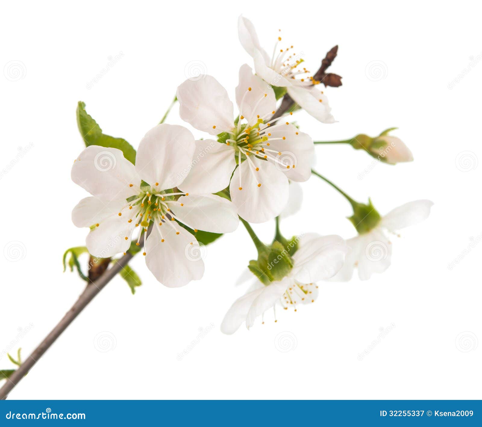 Cherry Tree Branch with Flowers Stock Image - Image of bloom, closeup ...