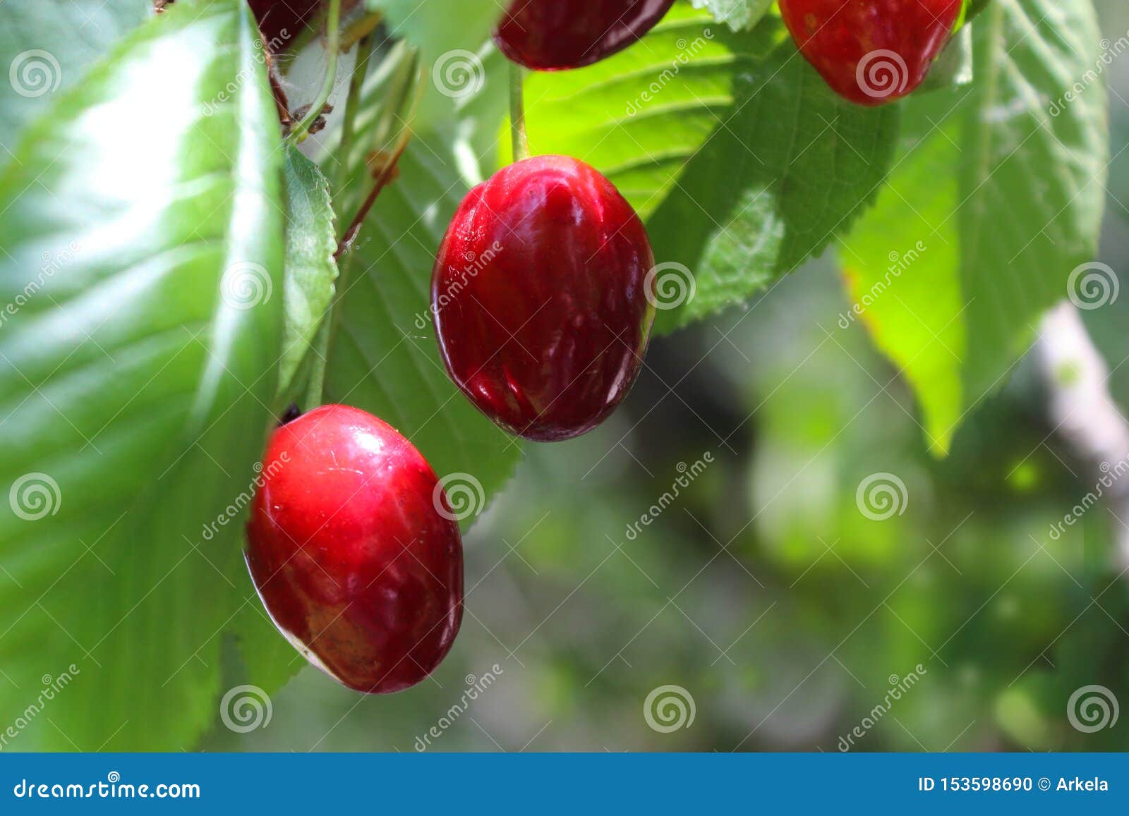Cherry tree branch stock photo. Image of tasty, summer - 153598690