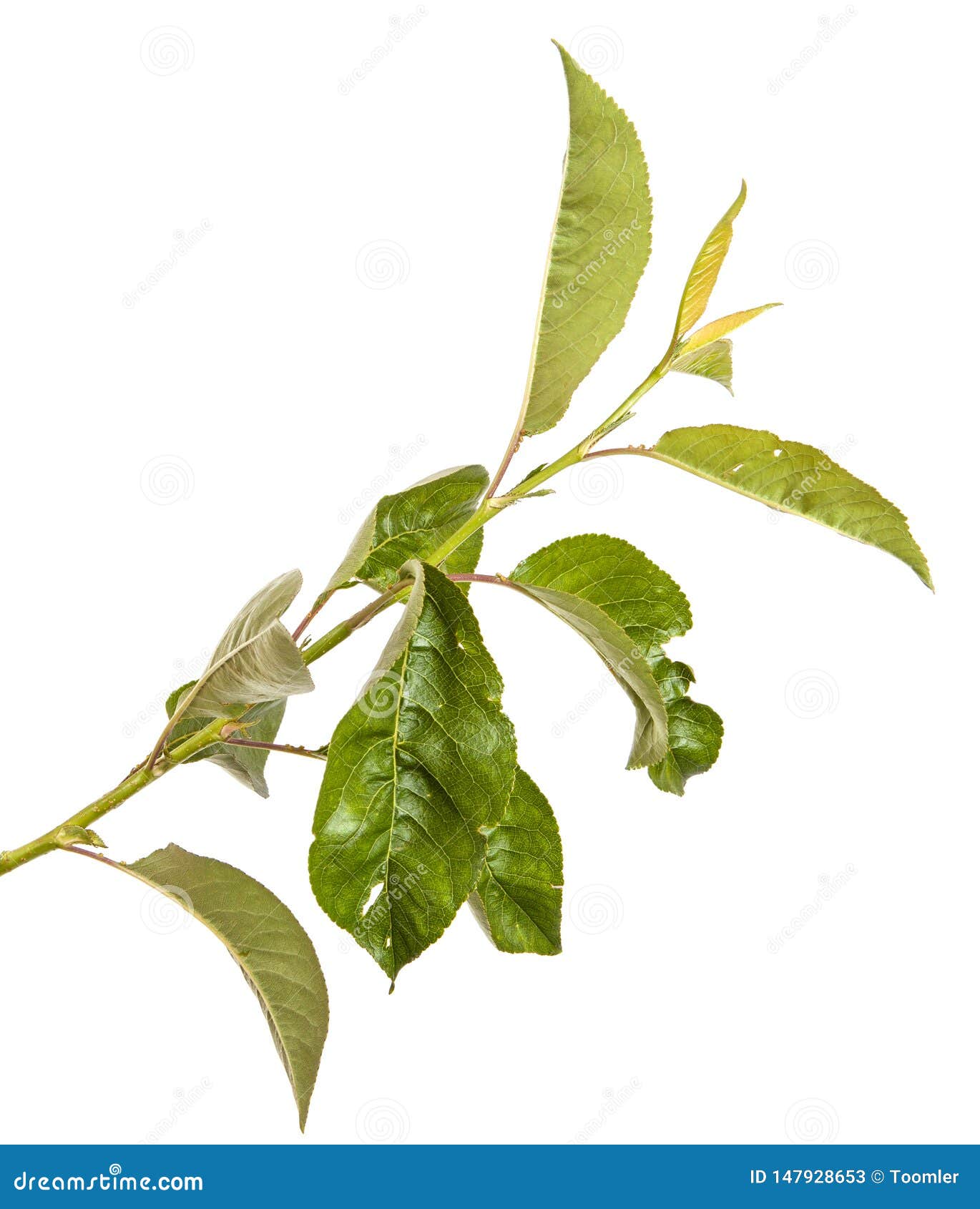 Cherry Tree Branch Isolated on White Stock Image - Image of tree ...