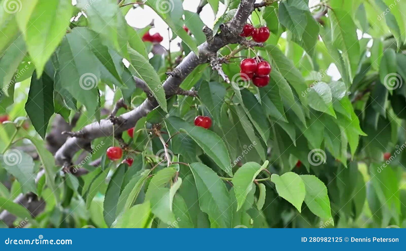 A Cherry Tree Branch Moving in the Breeze Stock Video - Video of full ...