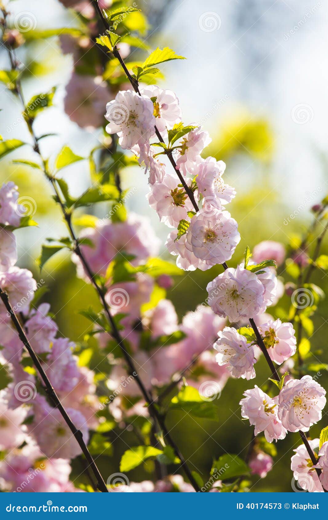 Cherry tree stock image. Image of plant, pink, stamen - 40174573