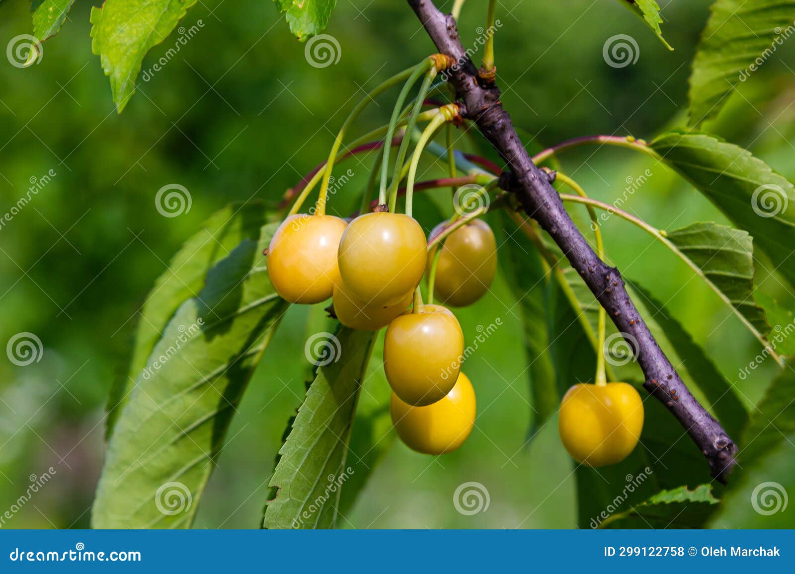 Cherry Tree Branch with Ripe Large Fruits Stock Photo - Image of close ...