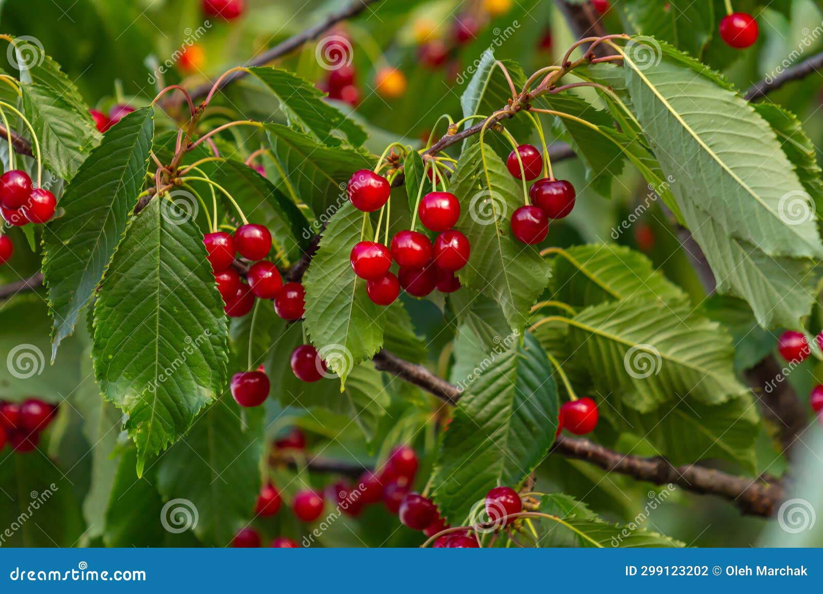 Cherry Tree Branch with Ripe Large Fruits Stock Photo - Image of ...