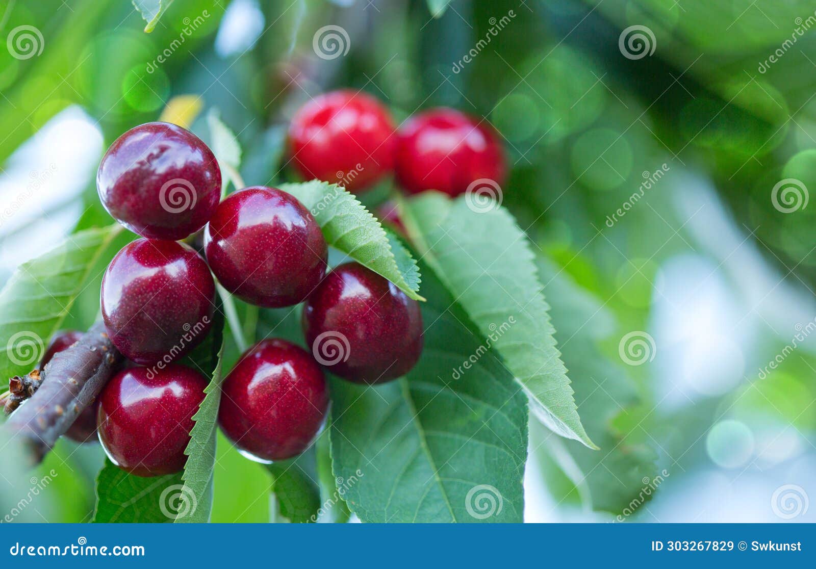 Cherry Tree Branch with Ripe Large Fruits . Stock Image - Image of ...