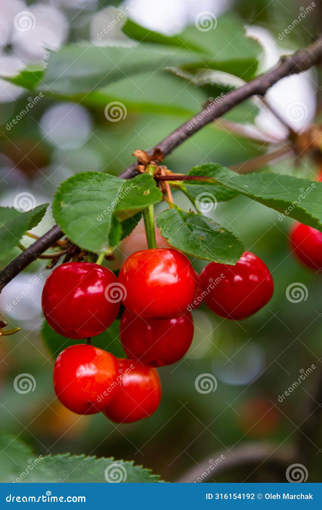 Cherry Tree Branch with Ripe Large Fruits Stock Photo - Image of bunch ...