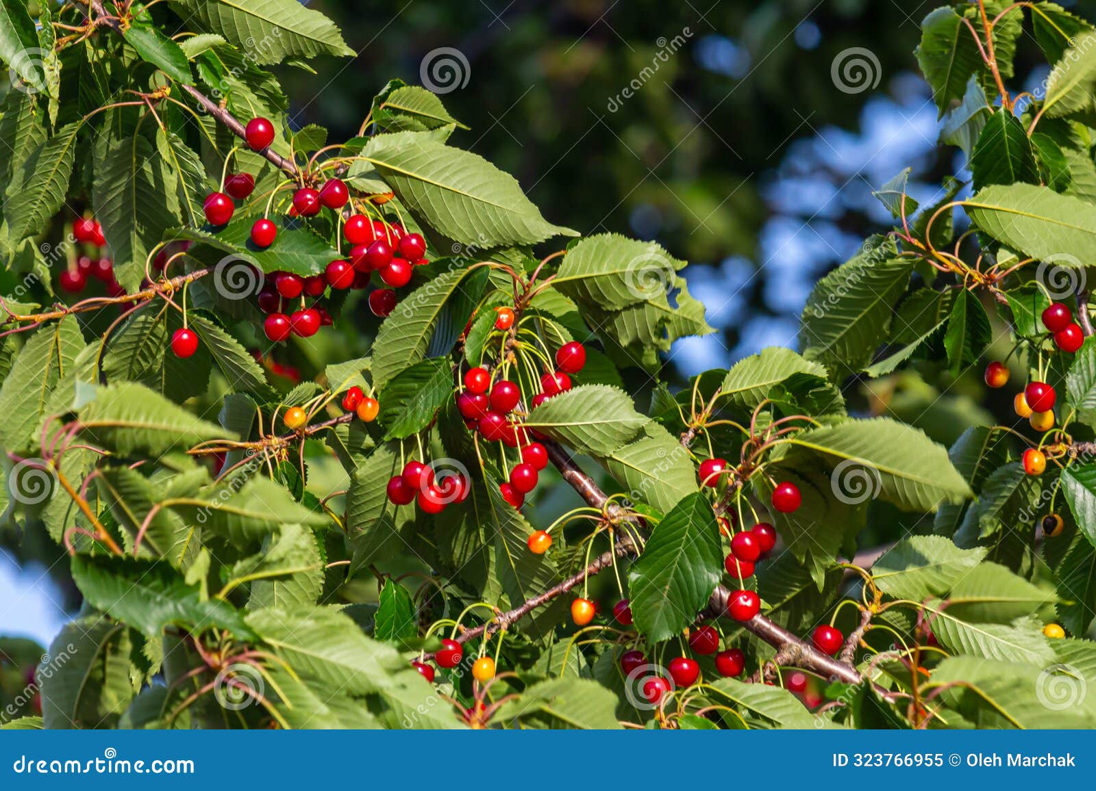 Cherry Tree Branch with Ripe Large Fruits Stock Image - Image of ...