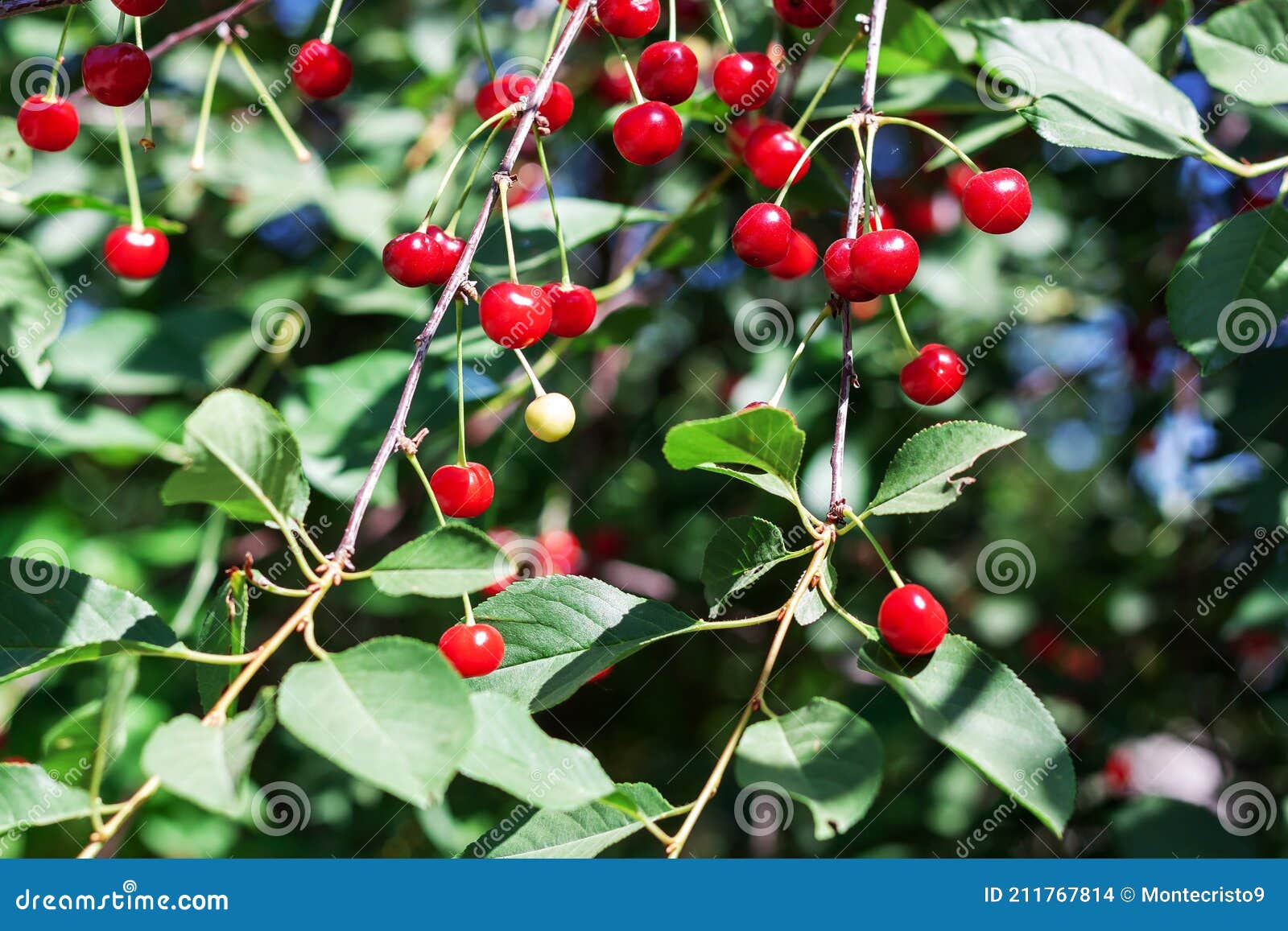 Cherry Tree Branch. Ripe Red Berries of Fruit Tree Stock Photo - Image ...