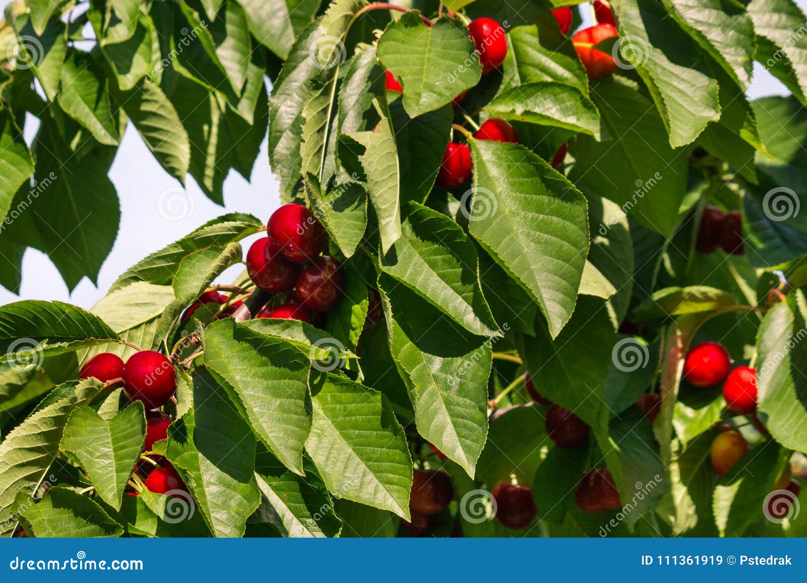 Cherry Tree Branch with Ripe Sweet Cherries Stock Image - Image of leaf ...