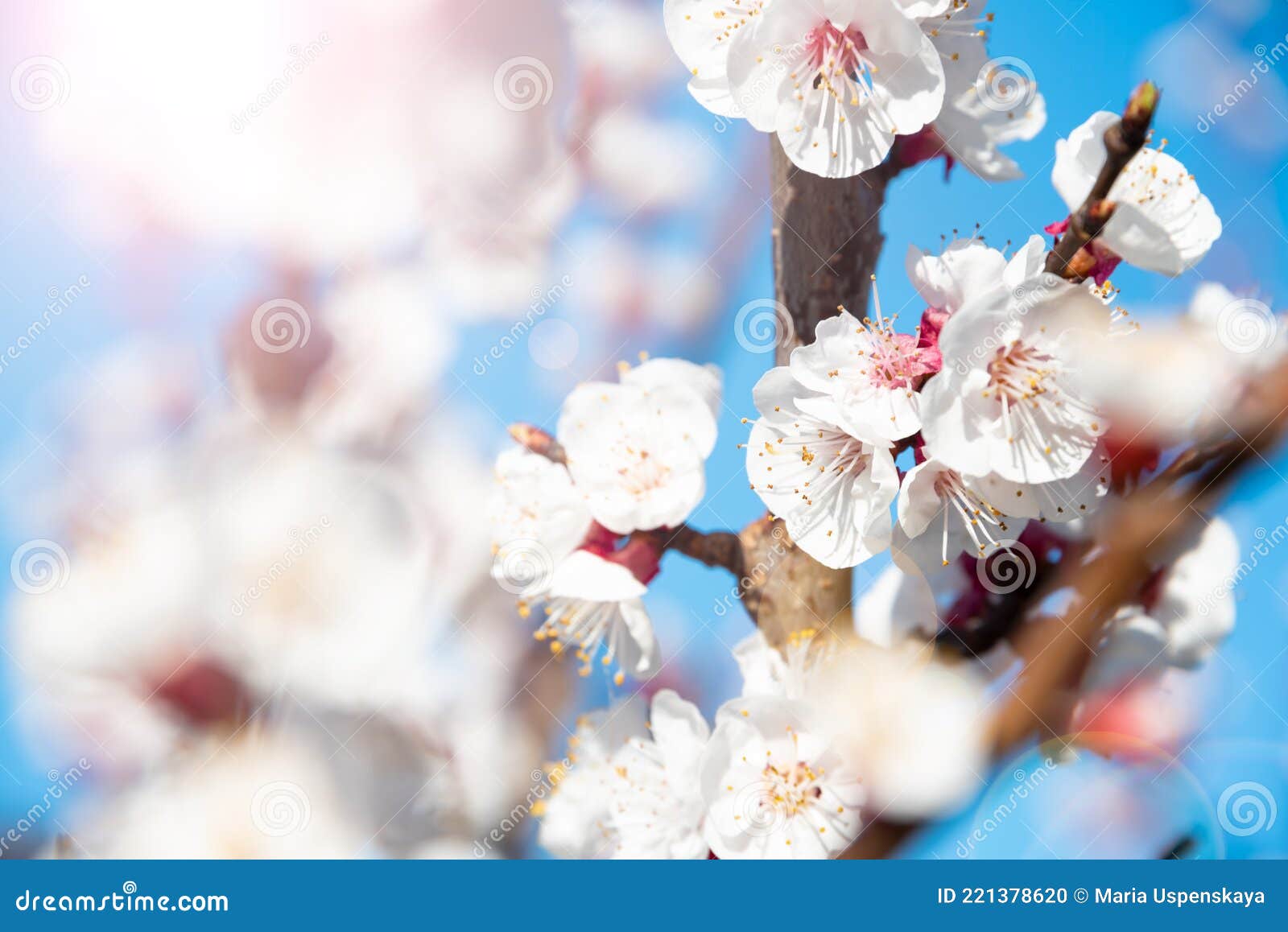 Cherry Tree Branches with Beautiful Flowers in Spring Stock Photo ...