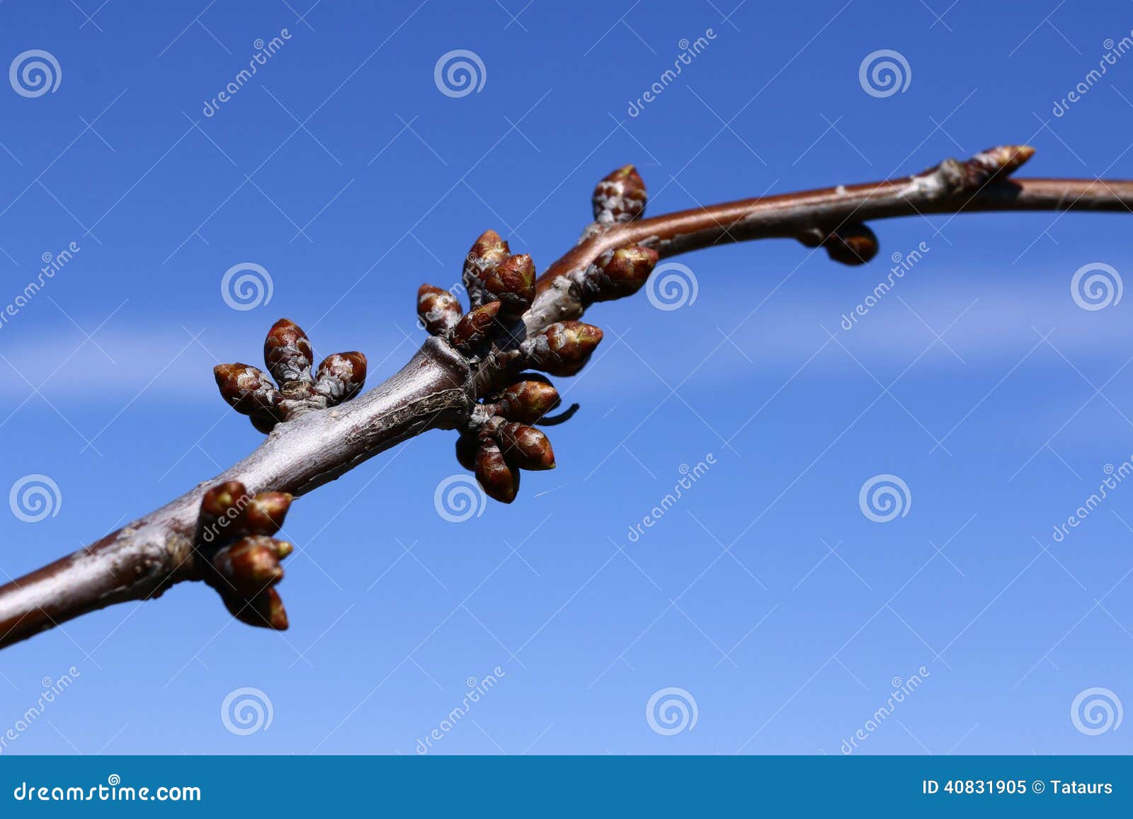 Cherry tree buds stock image. Image of nature, blue, develops - 40831905