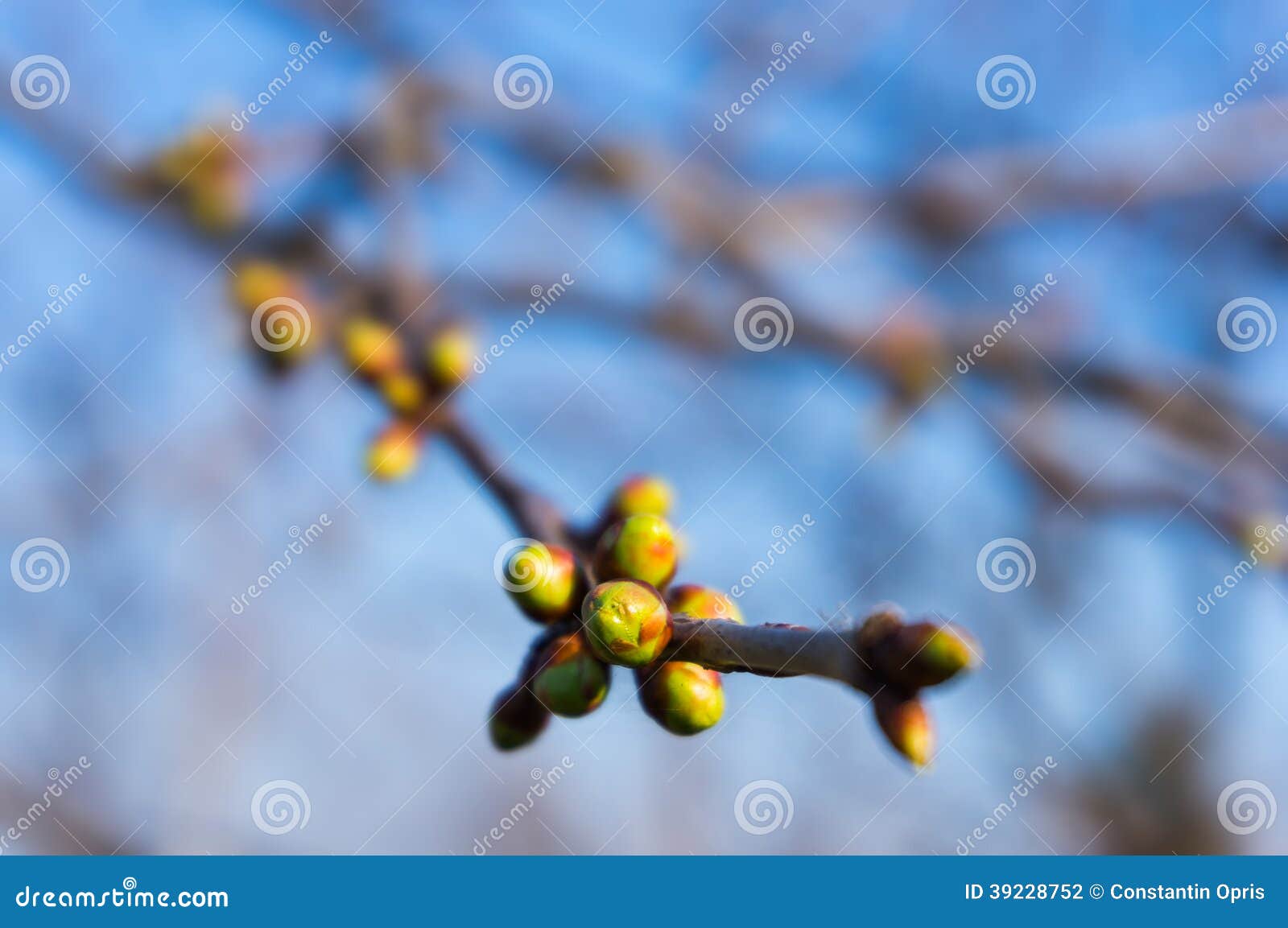 Cherry tree buds stock photo. Image of blue, braches - 39228752