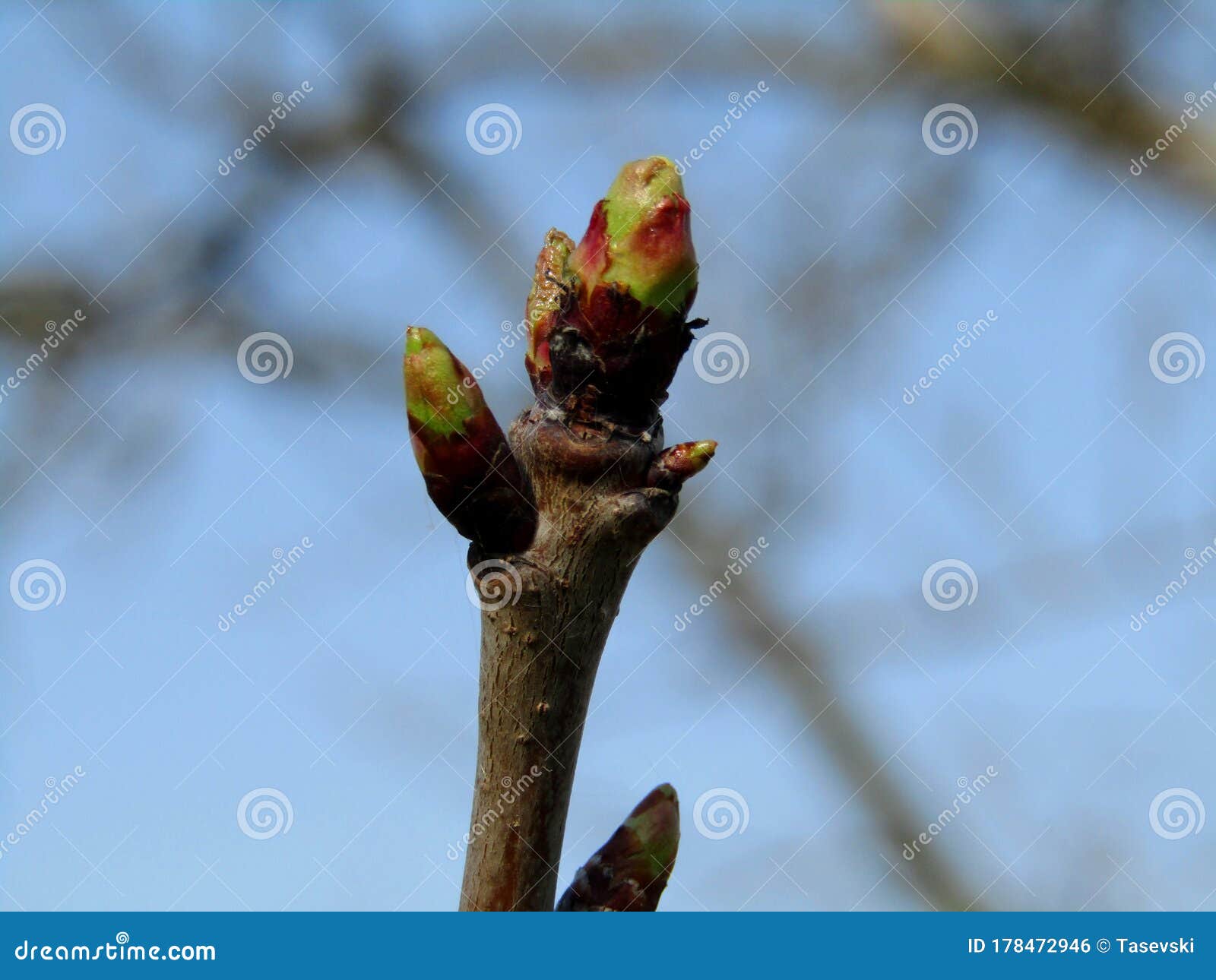 Cherry Tree Buds on a Young Seedling Stock Photo - Image of blossom ...