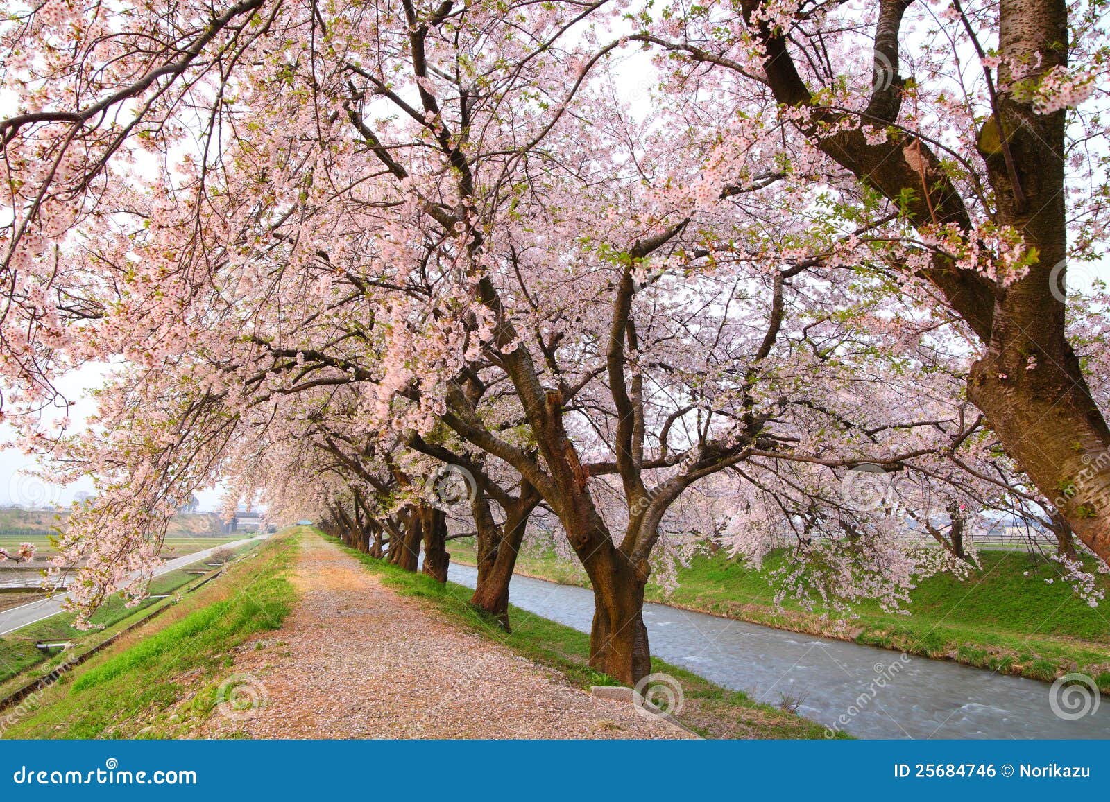 Cherry tree and causeway stock photo. Image of nature - 25684746