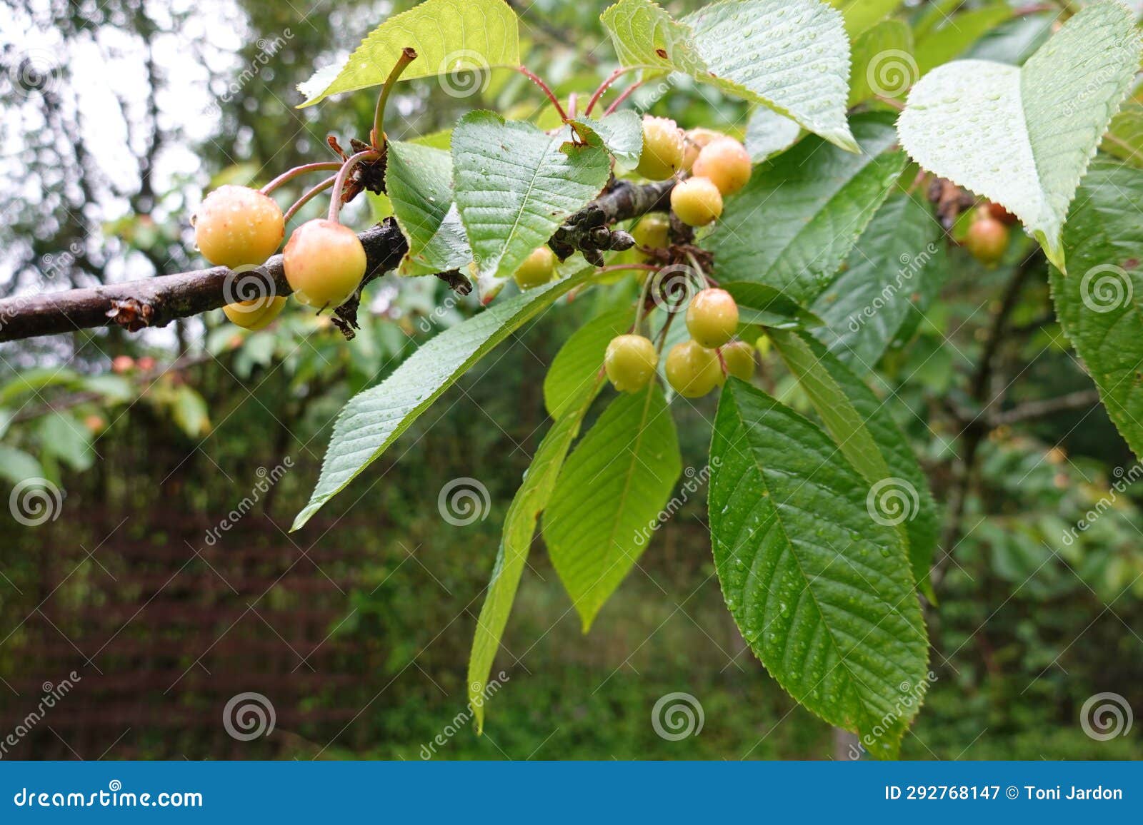 Cherry Tree with Cherries Growing in the Backyard Garden. Cherry Tree ...