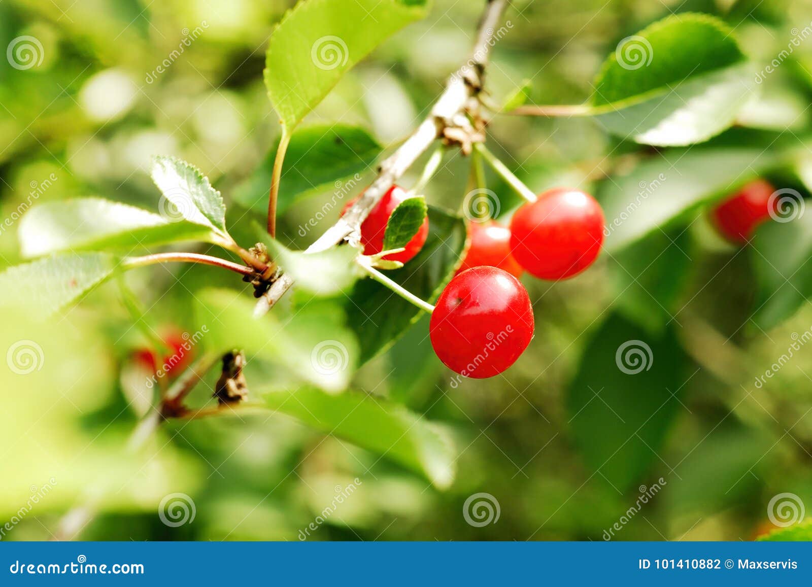 Red chery stock photo. Image of nature, desert, food - 101410882