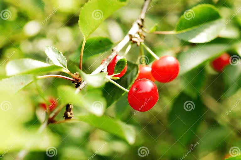 Red chery stock photo. Image of nature, desert, food - 101410882