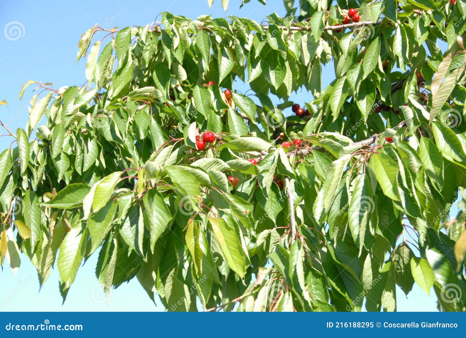 A cherry tree stock image. Image of organic, branch - 216188295