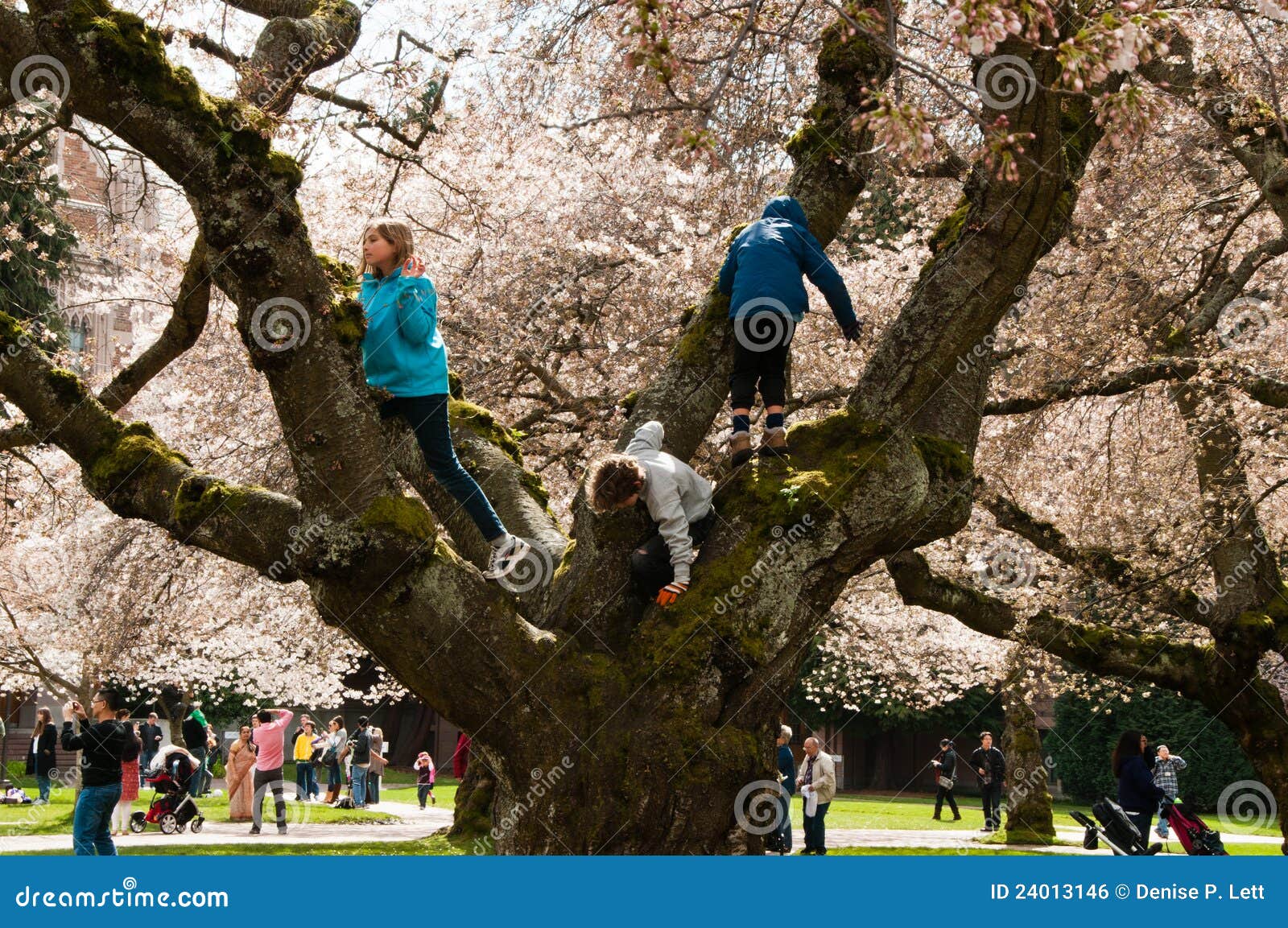 Cherry Tree Climbing at University of Washington Editorial Photo ...